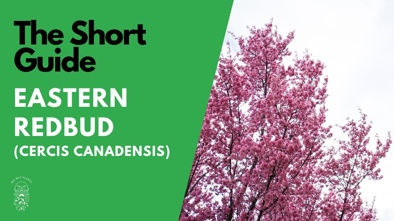 The Short Guide to the Eastern Redbud (Cercis Canadensis)