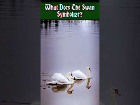 WHAT DOES THE SWAN SYMBOLIZE? 🦢❤️😍#Shorts #Swans