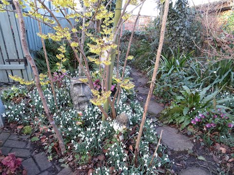 The End of February, and Spring is on the Way | Rambling in the Garden