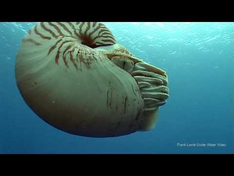 Vídeo Náutilo | Mundo invertebrado