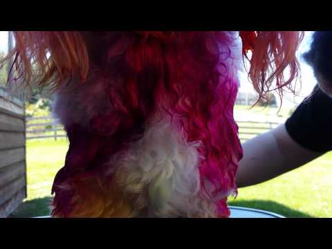 How to dye your dog with Koolaid, Manic Panic and Food Coloring PART THREE