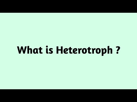 What is Heterotroph ?