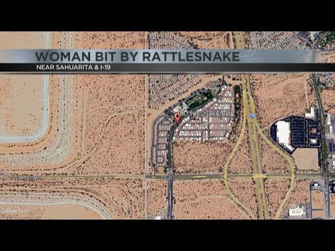 Rattlesnake that bit woman in Sahuarita was captured for U of A research study