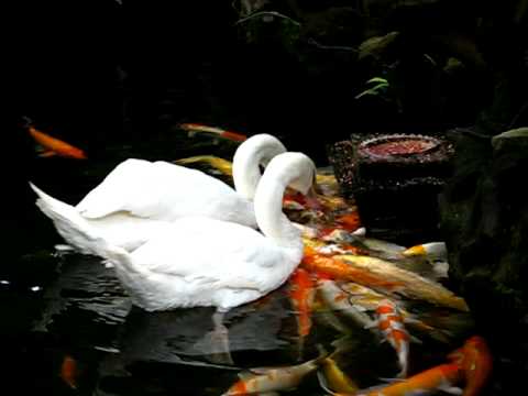 Swans feeding fish