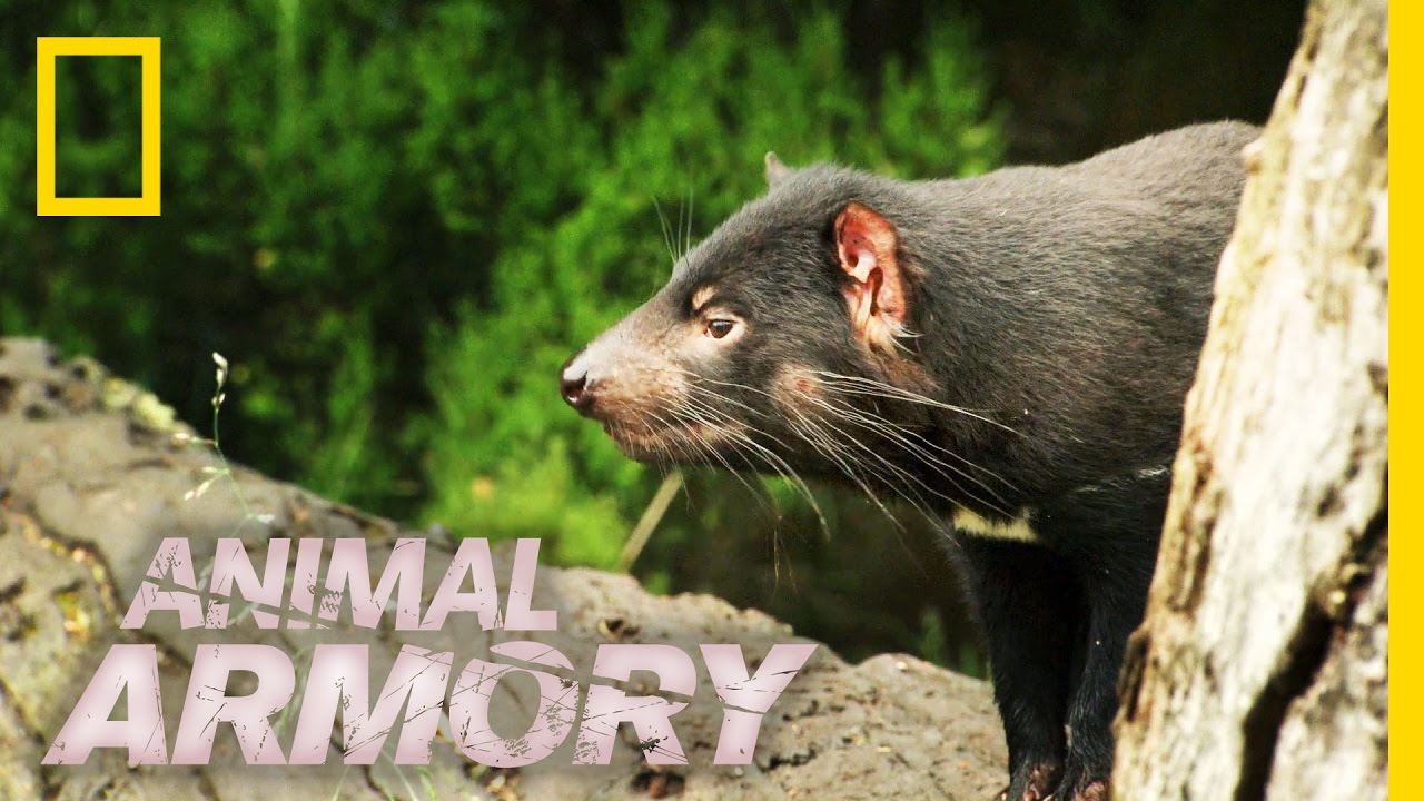 You Smelly Devil! | Animal Armory