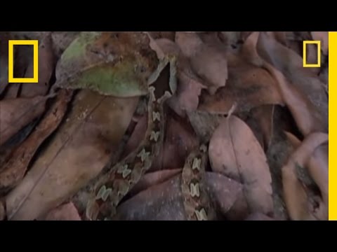 Attack of the Two-Headed Snake | National Geographic