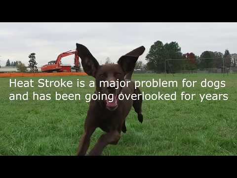 Dawg Tag : World's First Wearable, Core Temperature Sensor for Dogs
