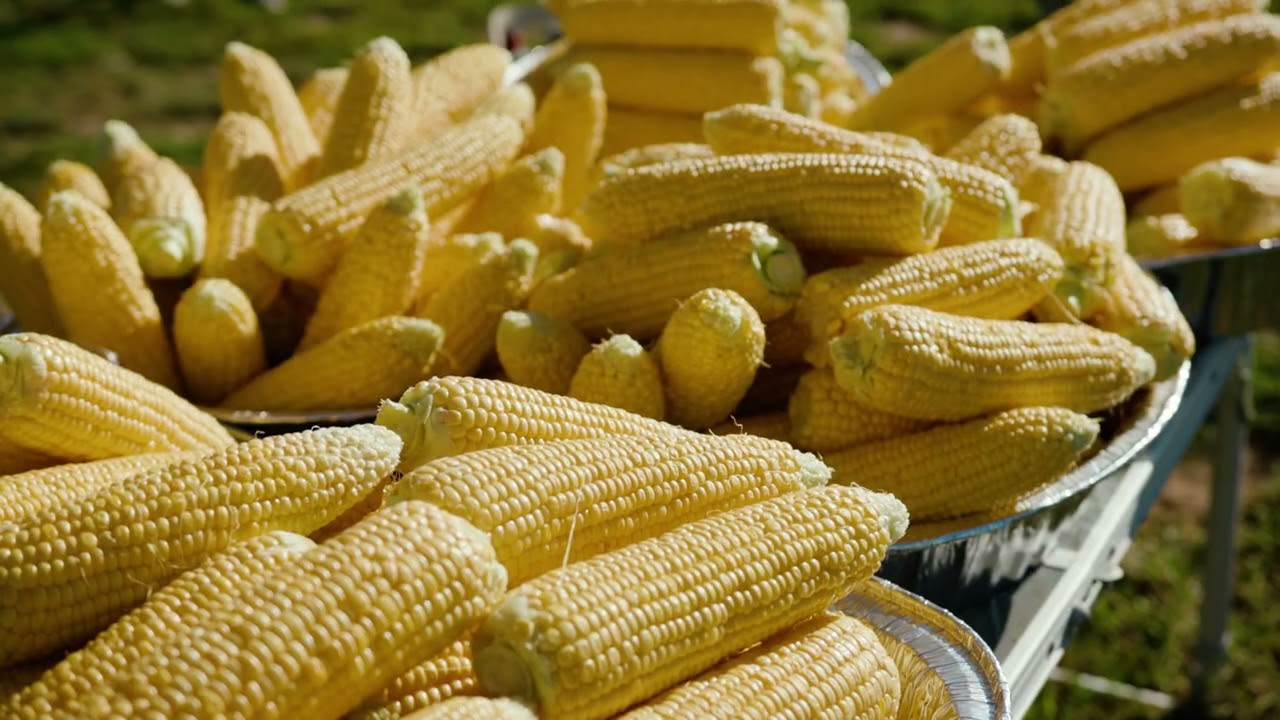 Knowledge and Technology Transfer Program