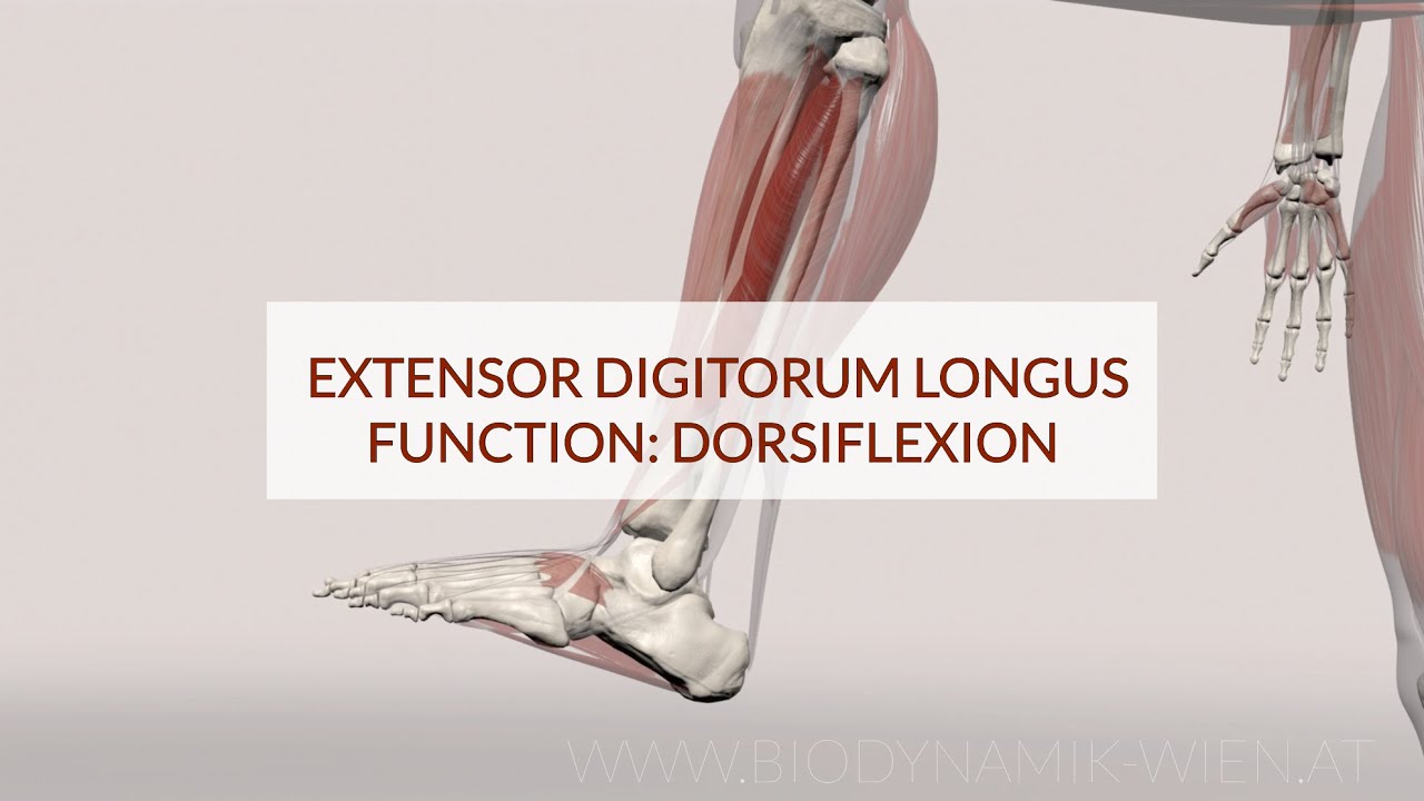 Extensor Digitorum Longus Function Dorsiflex (3d Animation)