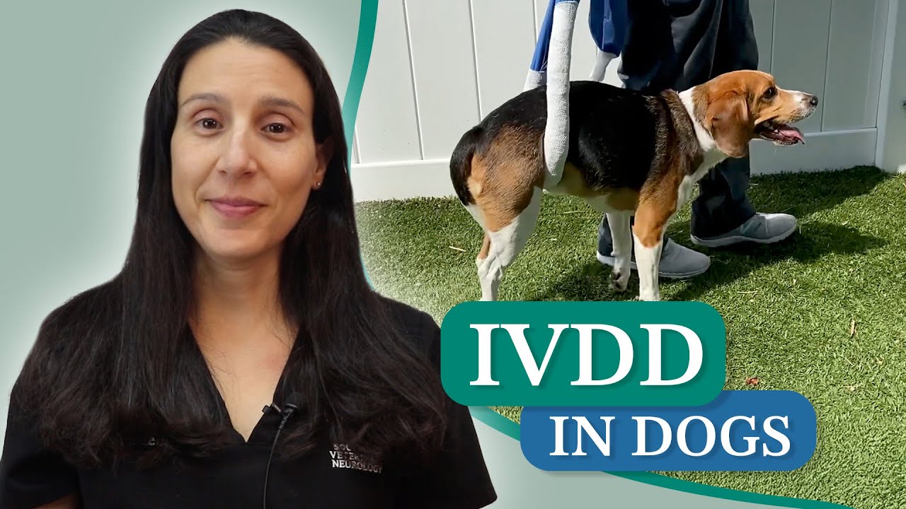 Intervertebral Disc Disease (IVDD) in Dogs || Dr. Senneca