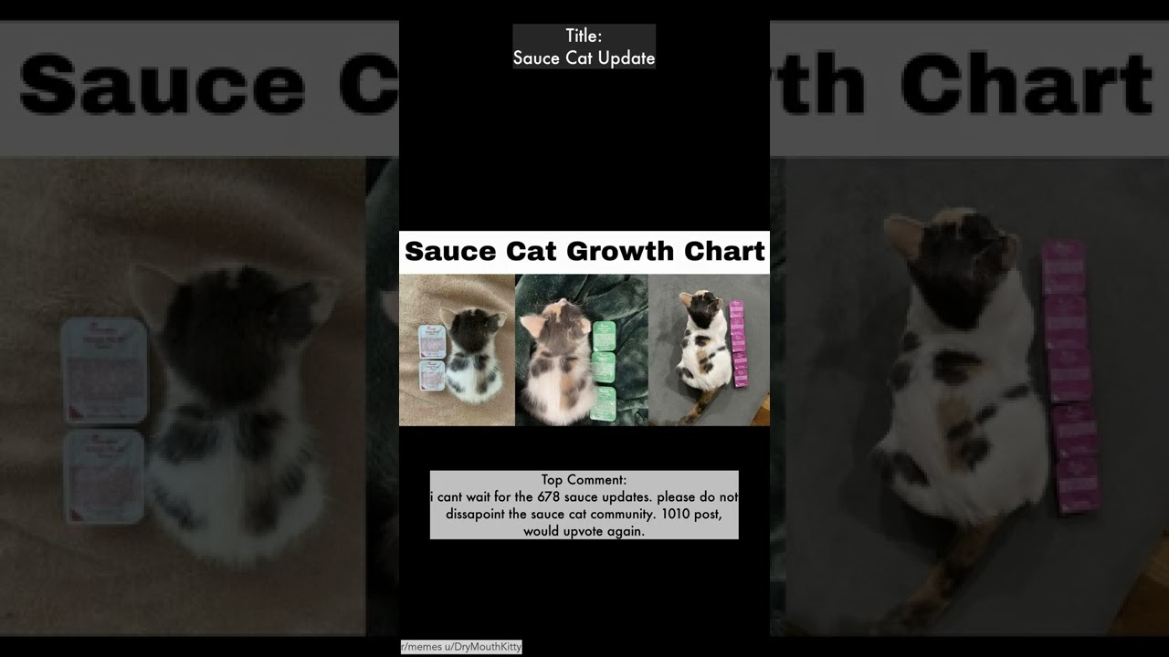 Sauce Cat Update - Best of r/memes for Oct 17th 2022!