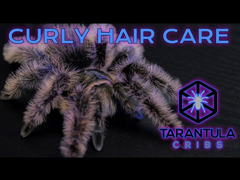 Curly Hair Tarantula (Tliltocatl albopilosus) Care Guide
