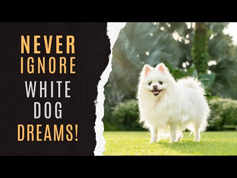 Dreaming of a White Dog? Discover the Loyalty Message Inside!