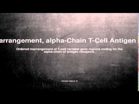 Medical vocabulary: What does Gene Rearrangement, alpha-Chain T-Cell Antigen Receptor mean