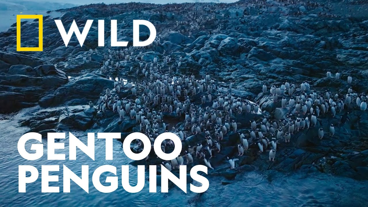 How Gentoo Penguins Avoid Predators | Secrets of the Penguins | National Geographic WILD UK