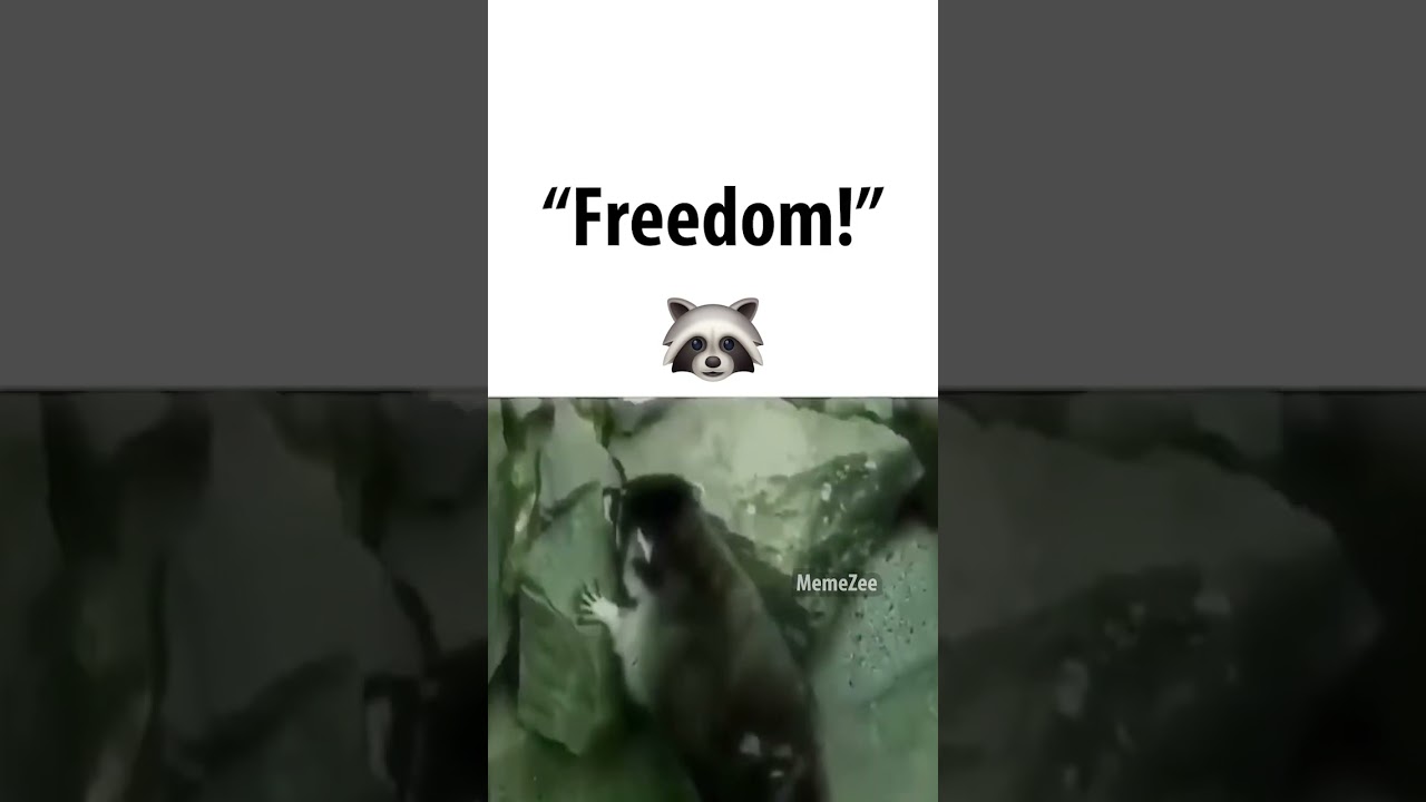 freedom🦝