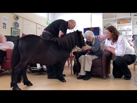 Equine therapy at care centre