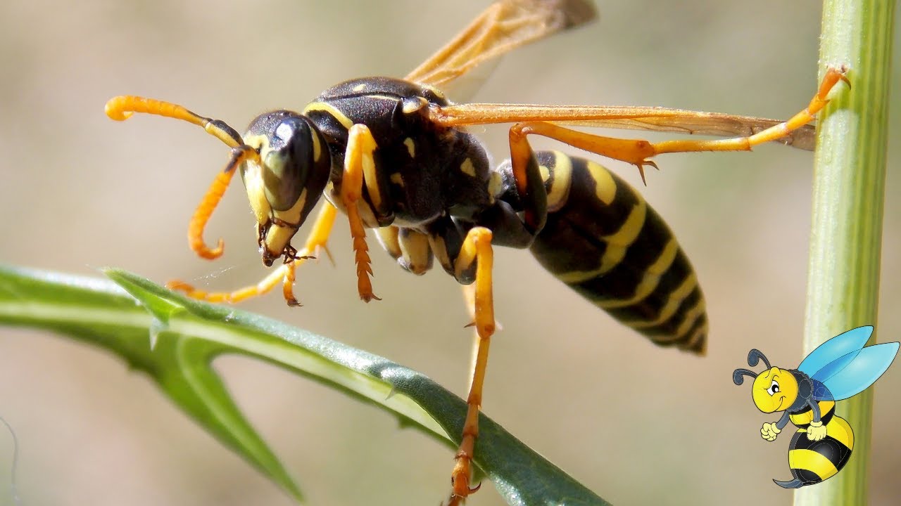 During A Wasp Sting - What Really Happens (4 Minutes)