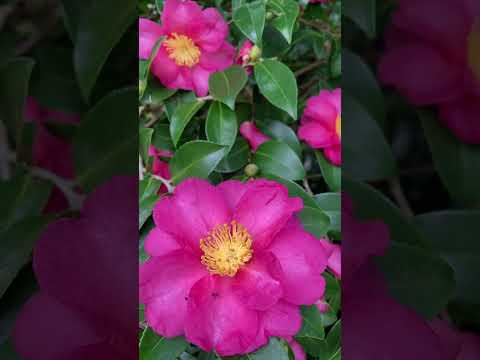 Early blooming of Camellia Sasanqua
