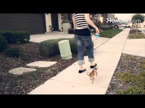 How to Foster Dogs for Eventual Dog Adoption