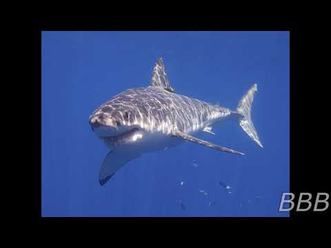 SCP 4499 YES, ONLY $44 99!| SCP/SPC Team up! Advertishark SCP/SPC