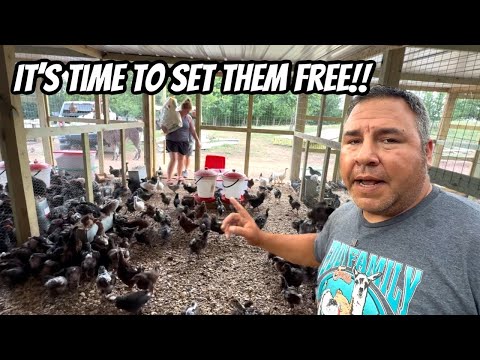 It’s time To Start Selling Babies!! Feeding 1000 Babies Is Getting A Little Expensive!!