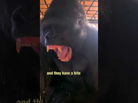 The Truth About Silverback Gorillas