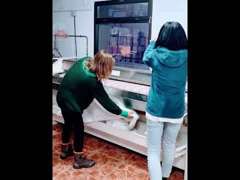 planchado sábanas