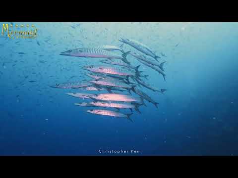 Incredible Raja Ampat - Dive Cruise with Mermaid II