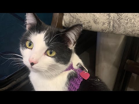 Cow the Cat’s Crochet Collar