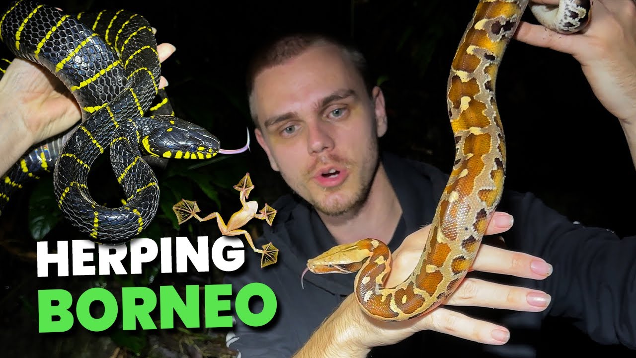 WILD BLOOD PYTHON!!!