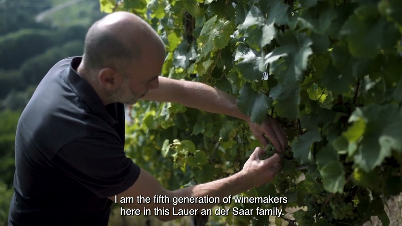 Weingut Peter Lauer - finca vinícola en Mosel | WineTourism.com