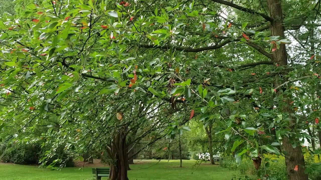 ID That Tree: Black Gum