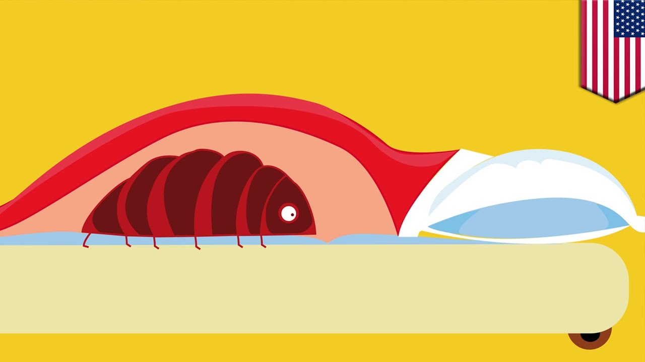Bed bugs: Baltimore ranks No 1 in bed bug infestations for 2nd straight year - TomoNews