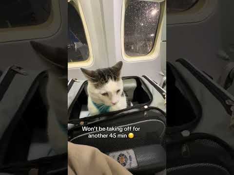 Airplane ears on an airplane just hit different