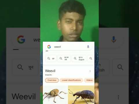 dhun meaning in hindi weevil