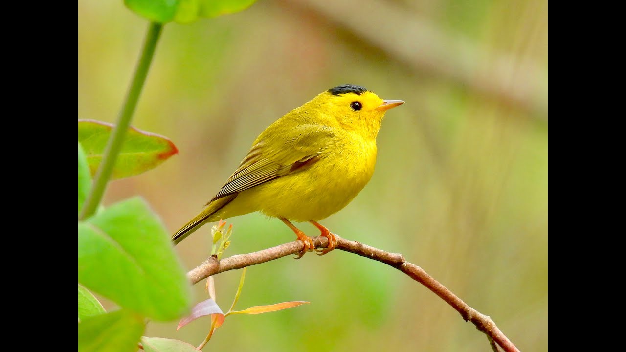 WILSON'S WARBLER (Californa)