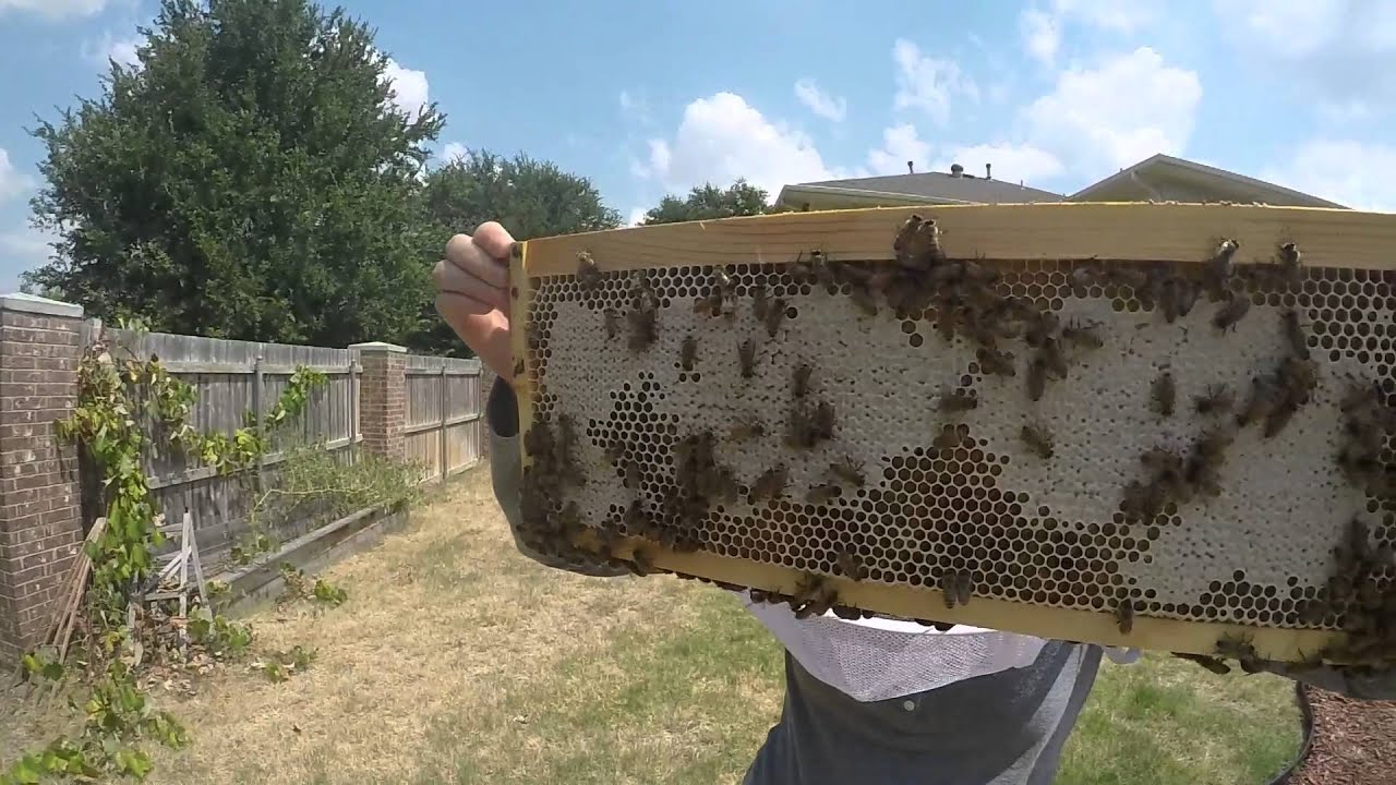 Fuzzy Butt Bees- Hive Inspection