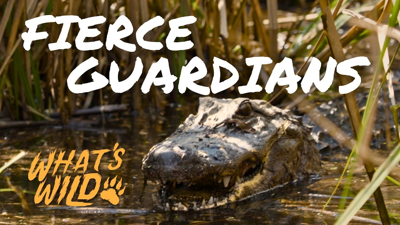 American Alligator | What's Wild