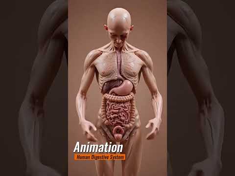 Digestive System Animation | Human Anatomy 04