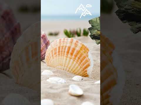 Seashells Rhyme #scienceeducation #earthscience #shorts #stem #educationalvideo #discoverscience