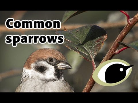 BTO Bird ID - Common sparrows & Reed Bunting