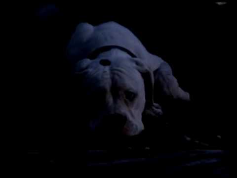 Homeward Bound - What's A Moose