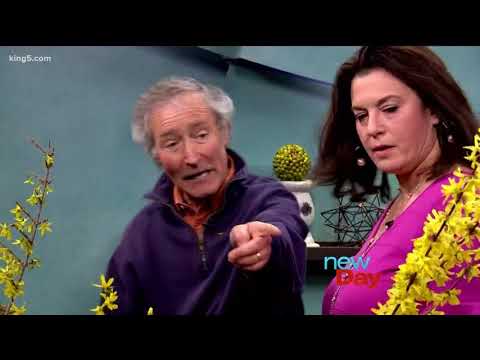 Learn to prune Forsythia with Ciscoe - New Day Northwest