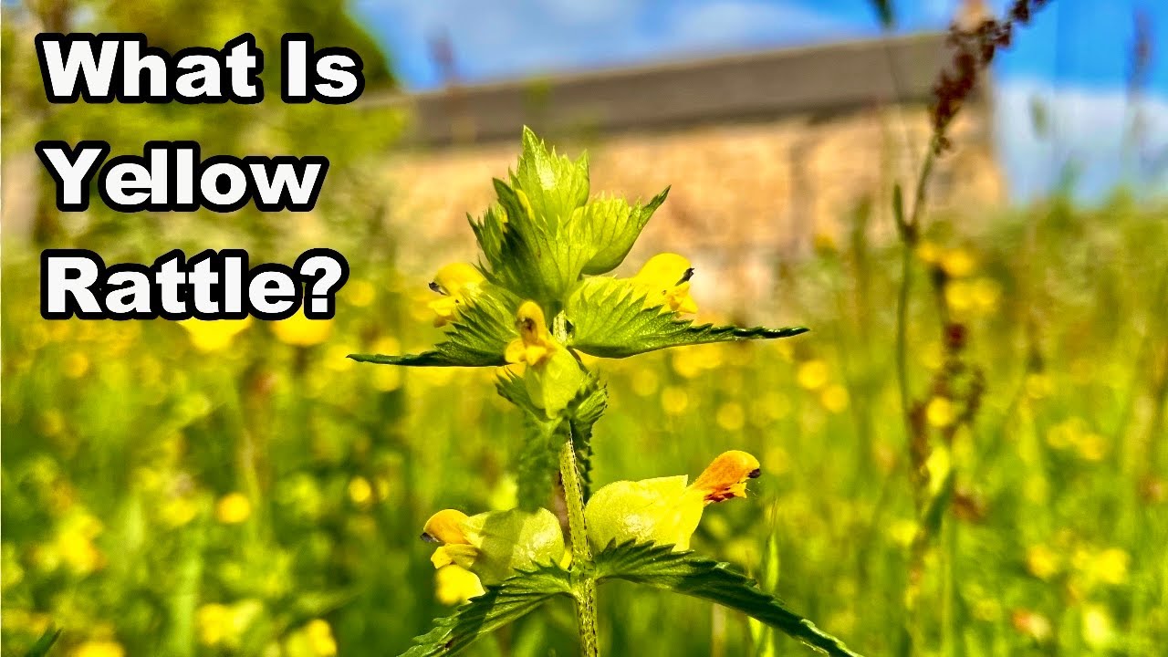 How Can YELLOW RATTLE Help YOUR WILDFLOWER MEADOW?