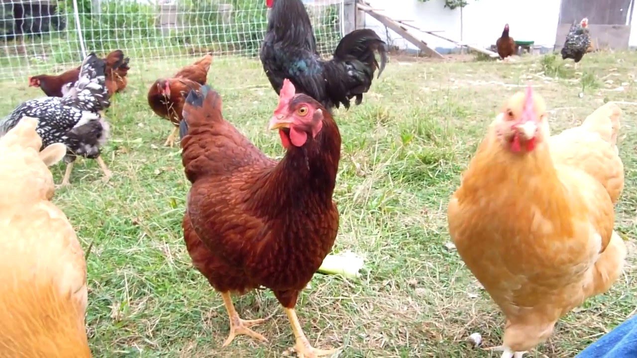 Curious Chickens at Graise Farm