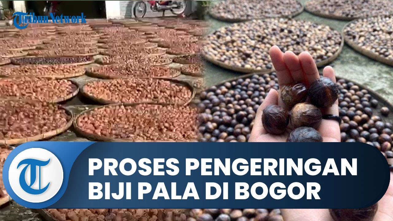 Proses Cara Pengeringan Biji Pala dan Fuli di Pengepul Bogor, Terima ...