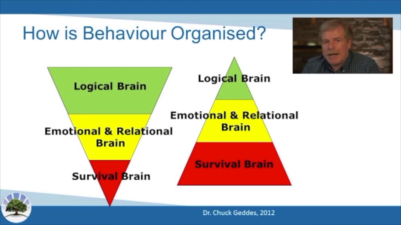 Why Normal Parenting Doesn’t Help: How Complex Trauma Changes The Brain | Trauma Resources