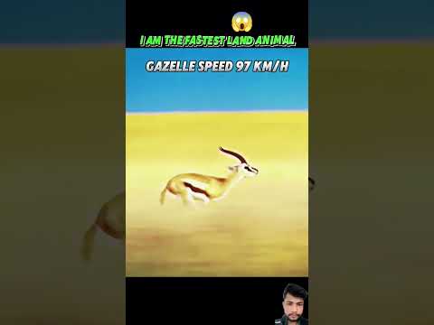 The fastest animal on land #trending #animals #wildlife #cheetah #hippo #youtubeshorts #youtub