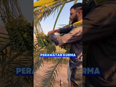 Date Palm Care Turns Out to Be Not as Easy as Imagined